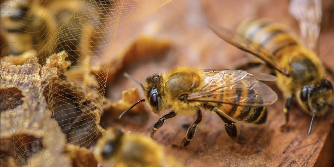 Protocolo para toma de muestras de Abejas Melíferas - Abejas en la ... Protocolo para toma de muestras de Abejas Melíferas - Abejas en la ...